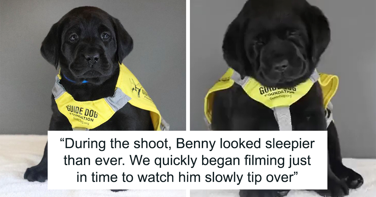 Guide-Pup-In-Training Falls Asleep During Important Photoshoot, And 11M ...