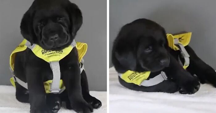 Guide-Pup-In-Training Falls Asleep During Important Photoshoot, And 11M ...