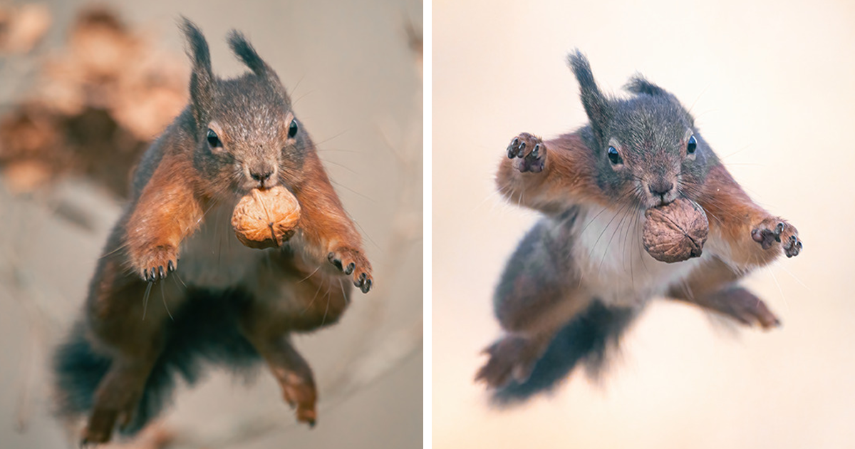 I’ve Been Photographing Red Squirrels For 6 Years, Here Are My 19 ...
