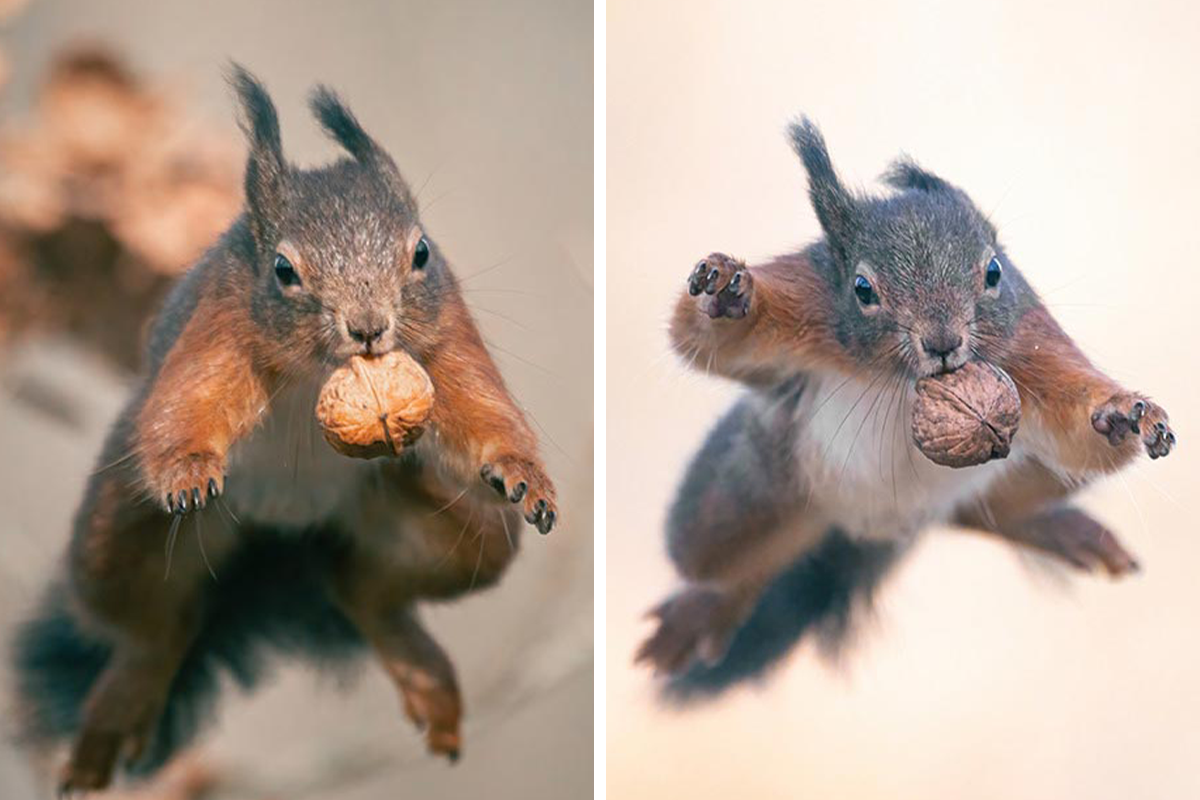I’ve Been Photographing Red Squirrels For 6 Years, Here Are My 19 ...