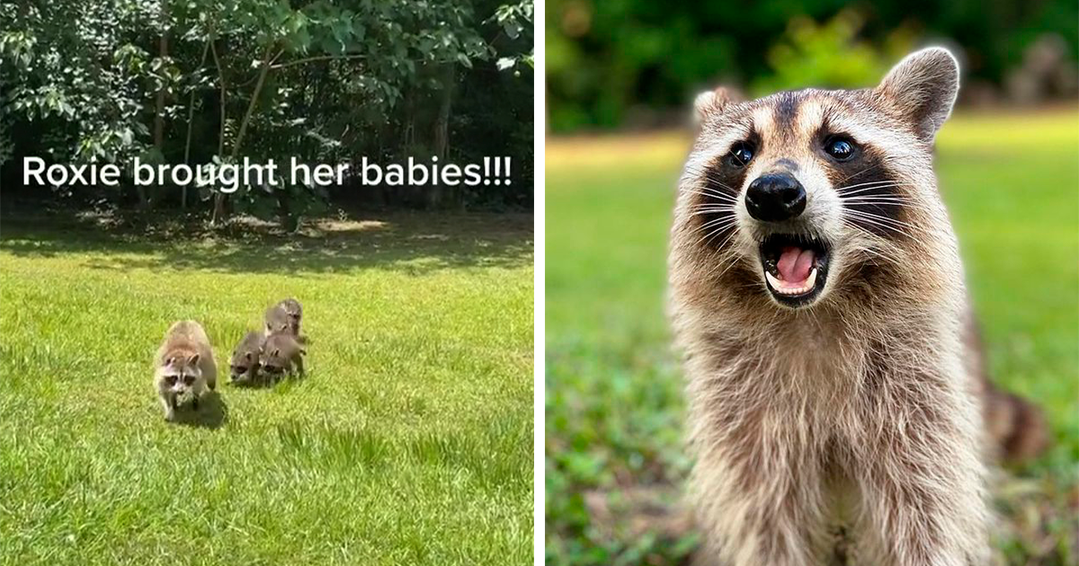 Proud Raccoon Momma Brings Her 4 Kids To Meet The Lady That’d Been ...