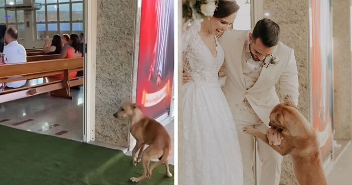 This Stray Dog “Invaded” A Wedding And Ended Up Being Adopted By The ...