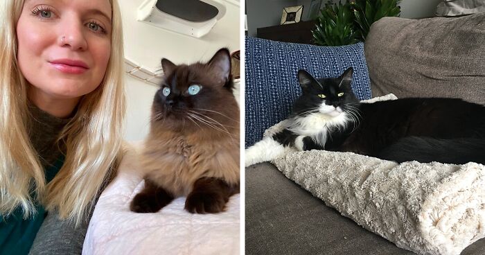 Woman Saves Almost $30K By Taking Care Of People’s Cats While Traveling ...