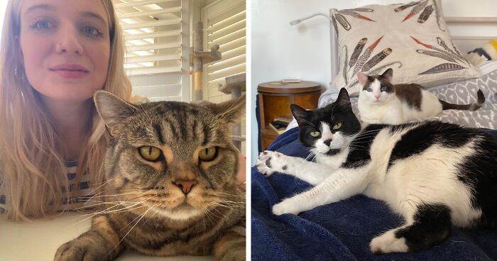 Woman Saves Almost $30K By Taking Care Of People’s Cats While Traveling ...