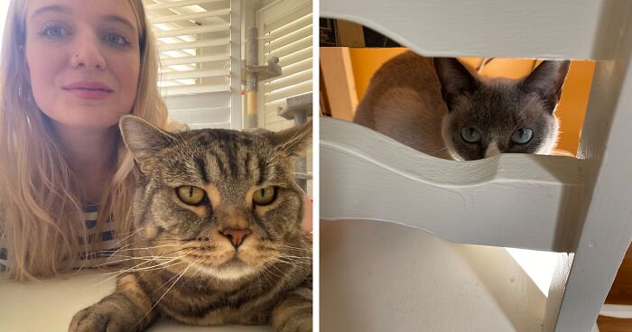 Woman Saves Almost $30K By Taking Care Of People’s Cats While Traveling ...