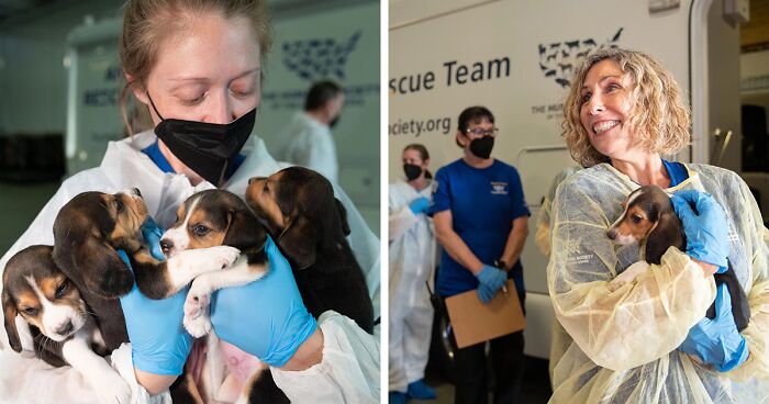 “They Don’t Know What Grass Is”: Over 4000 Beagles Got Rescued From A ...