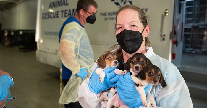 “They Don’t Know What Grass Is”: Over 4000 Beagles Got Rescued From A ...