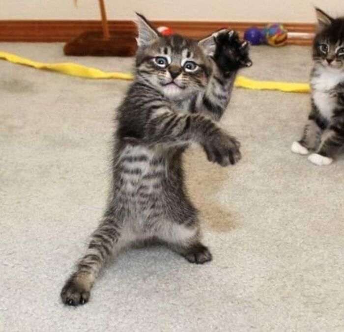 50 Times Felines Pulled A Funny Cat Face Bored Panda