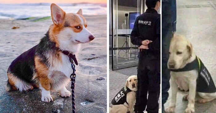 “A Place Where We Can Laugh At Our Non-Human Friends”: 50 Times This ...