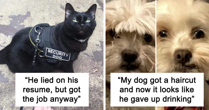 “A Place Where We Can Laugh At Our Non-Human Friends”: 50 Times This ...