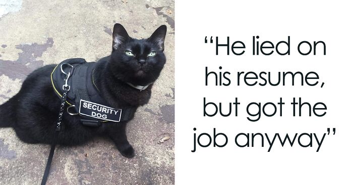 “A Place Where We Can Laugh At Our Non-Human Friends”: 50 Times This ...