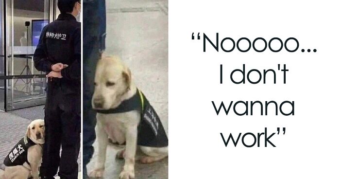 “A Place Where We Can Laugh At Our Non-Human Friends”: 50 Times This ...