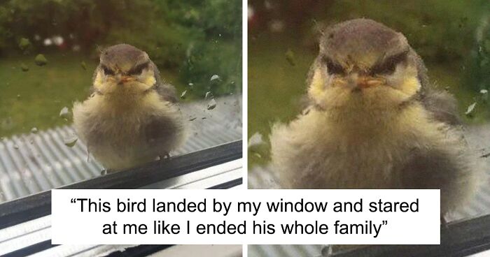 “A Place Where We Can Laugh At Our Non-Human Friends”: 50 Times This ...