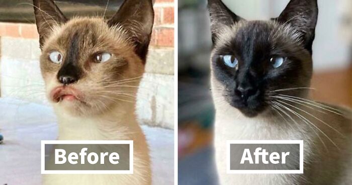 50 People Share How Their Beloved Cats Have Changed Since Being Adopted ...