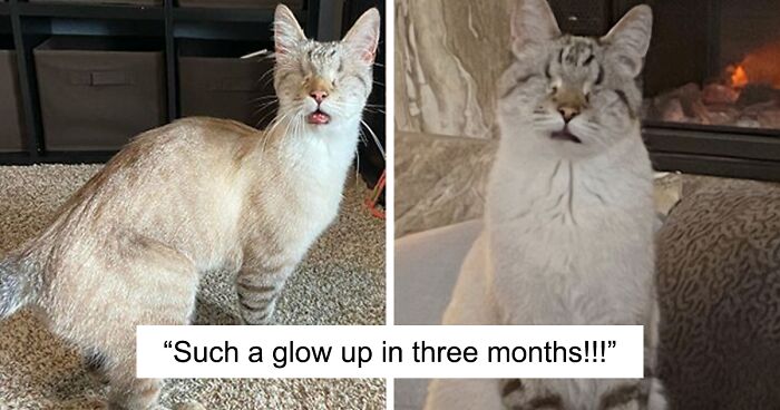 50 People Share How Their Beloved Cats Have Changed Since Being Adopted ...