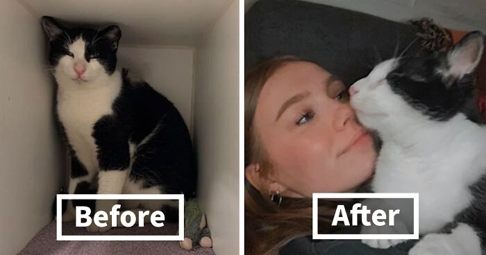 50 People Share How Their Beloved Cats Have Changed Since Being Adopted ...
