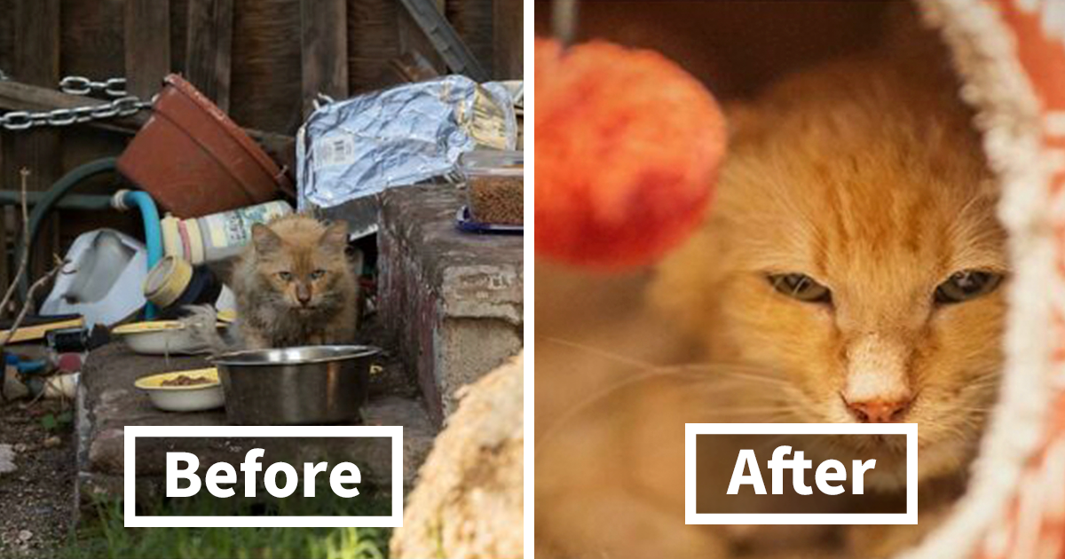 50 People Share How Their Beloved Cats Have Changed Since Being Adopted ...