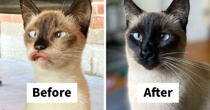 50 People Share How Their Beloved Cats Have Changed Since Being Adopted ...
