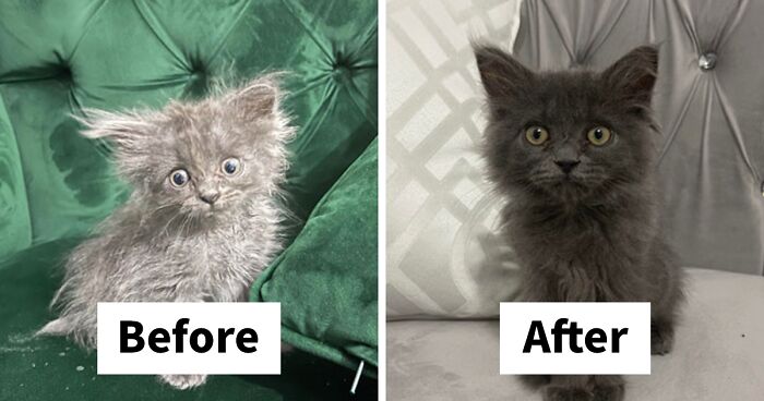 50 People Share How Their Beloved Cats Have Changed Since Being Adopted ...