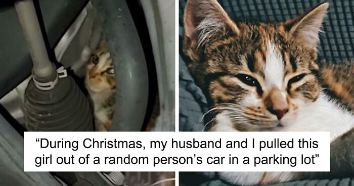 50 People Share How Their Beloved Cats Have Changed Since Being Adopted ...