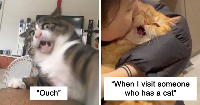 50 Times Felines Pulled a Funny Cat Face