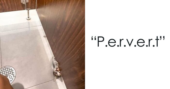 50 Times Felines Pulled a Funny Cat Face