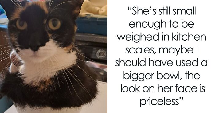 50 Times Felines Pulled a Funny Cat Face