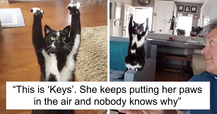 50 Times Felines Pulled a Funny Cat Face