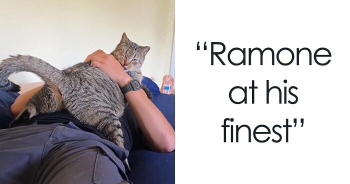 50 Times Felines Pulled a Funny Cat Face