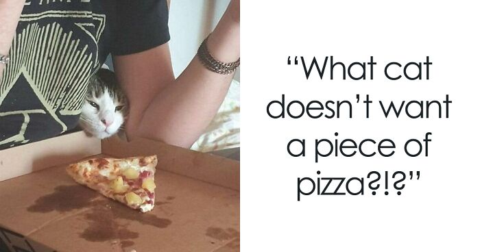 50 Times Felines Pulled a Funny Cat Face