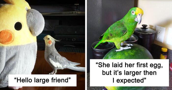 50 Parrots That Prove There Is Never A Dull Moment When Owning Them As ...