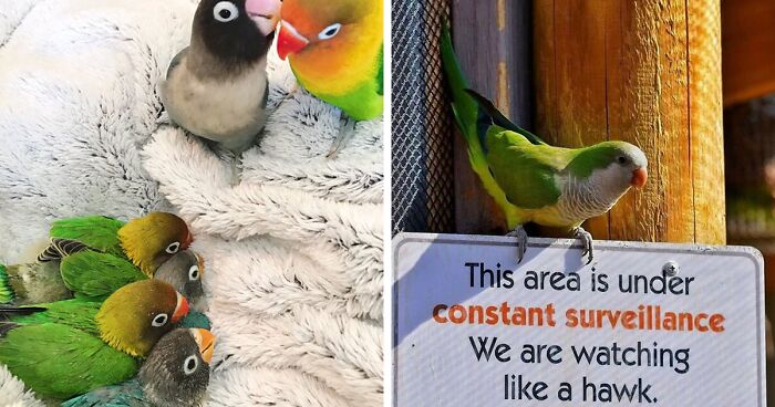 50 Parrots That Prove There Is Never A Dull Moment When Owning Them As ...