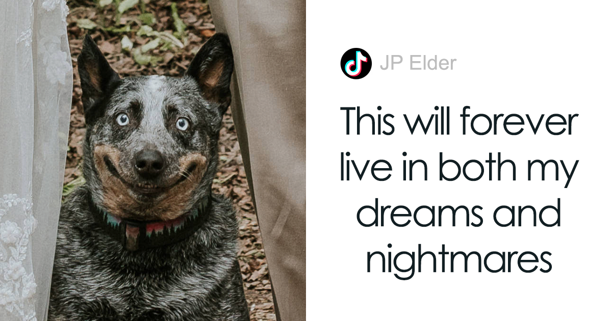 Dog Goes Viral For Photobombing Its Owners’ Wedding Picture, Others ...