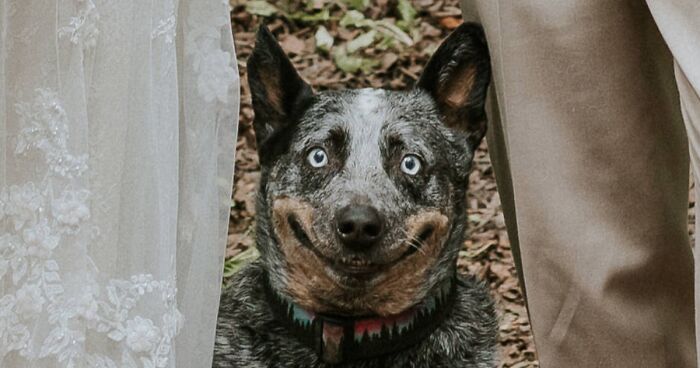 Dog Goes Viral For Photobombing Its Owners’ Wedding Picture, Others ...