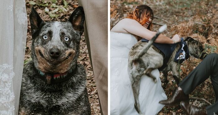 Dog Goes Viral For Photobombing Its Owners’ Wedding Picture, Others ...