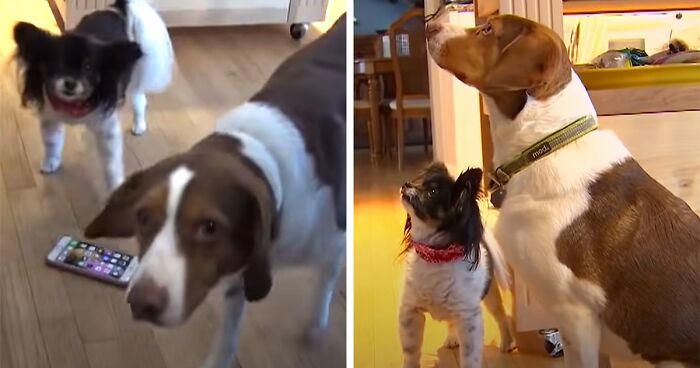 Two Dogs Managed To Call The Police 16 Times In 30 Minutes, And The ...