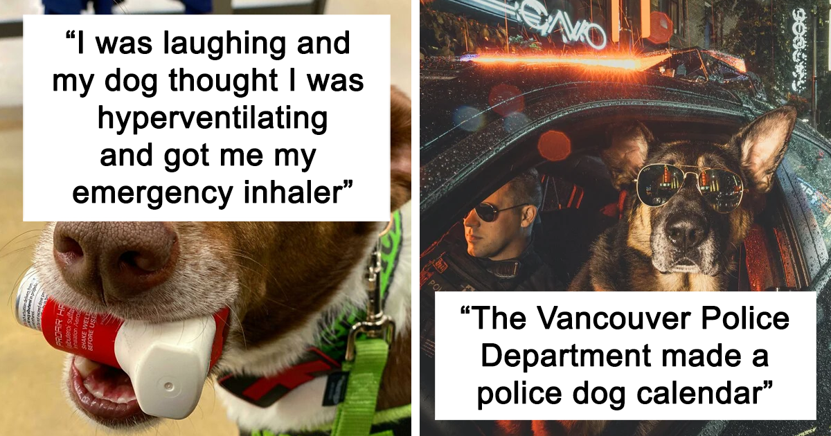 “Dogs With Jobs”: 50 Adorable And Wholesome Pics From This Online Group ...