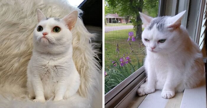 Sassiest Dwarf Kitten Comes Into Woman’s Home, Steals Her Heart And ...