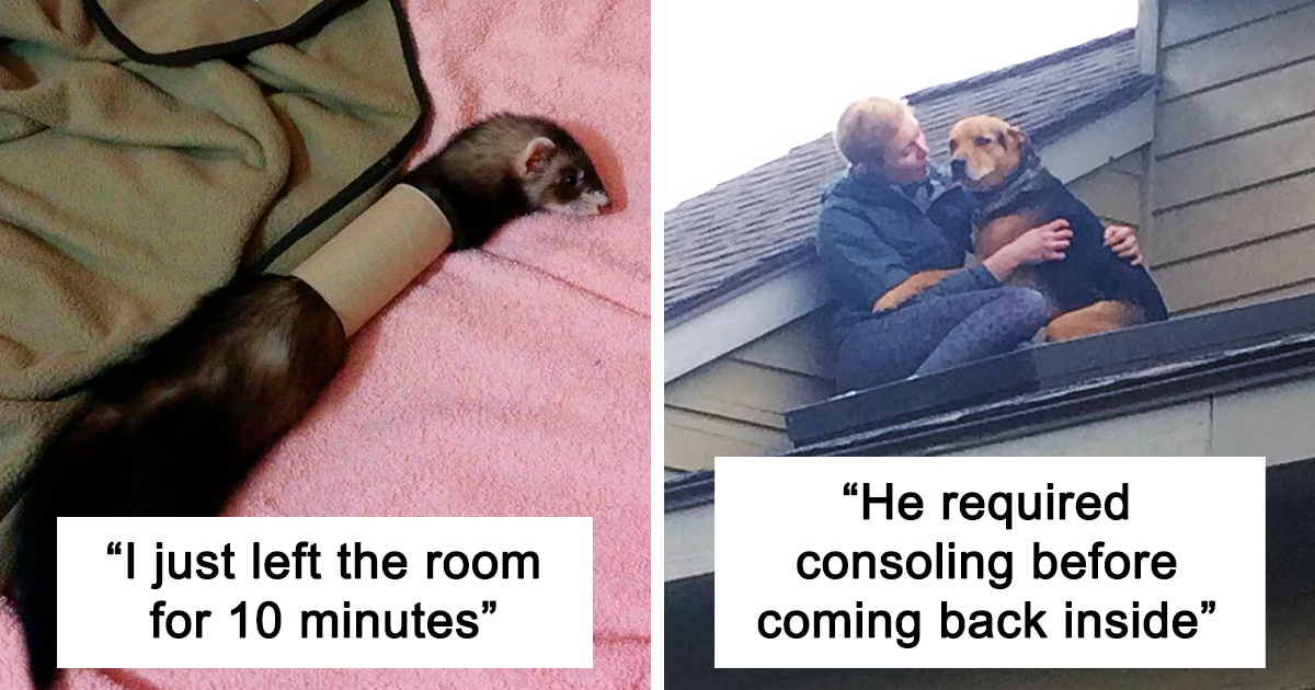 50 Times Animals Goofed Around And Ended Up Requiring Human Assistance ...