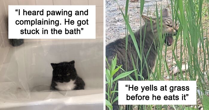 50 Times Cats Made Their Owners Wonder “What’s Wrong With My Cat” (New ...