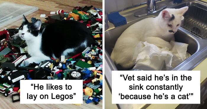 50 Times Cats Made Their Owners Wonder “What’s Wrong With My Cat” (New ...