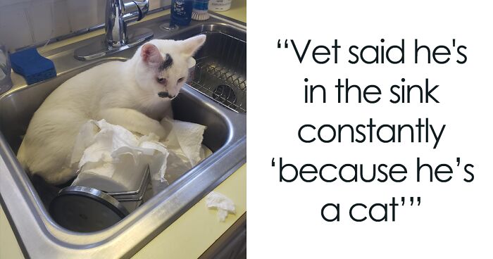 50 Times Cats Made Their Owners Wonder “What’s Wrong With My Cat” (New ...