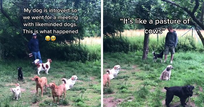 Video Of Introverted Dogs Meeting Up Has Melted Hearts All Over The ...