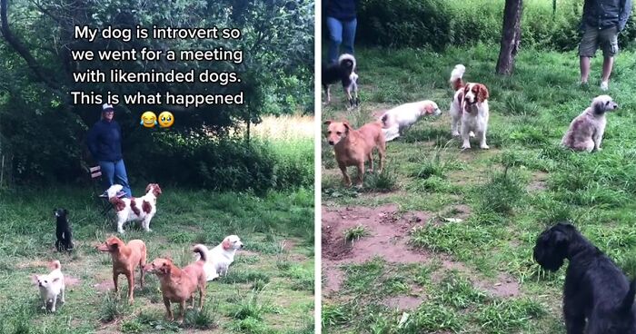 Video Of Introverted Dogs Meeting Up Has Melted Hearts All Over The ...
