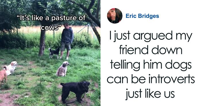 Video Of Introverted Dogs Meeting Up Has Melted Hearts All Over The ...