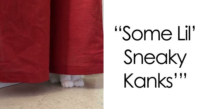 40 Of The Cutest “Kitty Cankles” Every Cat Lover Will Perhaps Admire ...