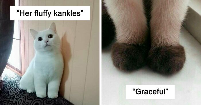 40 Of The Cutest “Kitty Cankles” Every Cat Lover Will Perhaps Admire ...