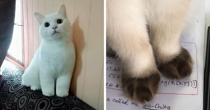 40 Of The Cutest “Kitty Cankles” Every Cat Lover Will Perhaps Admire ...