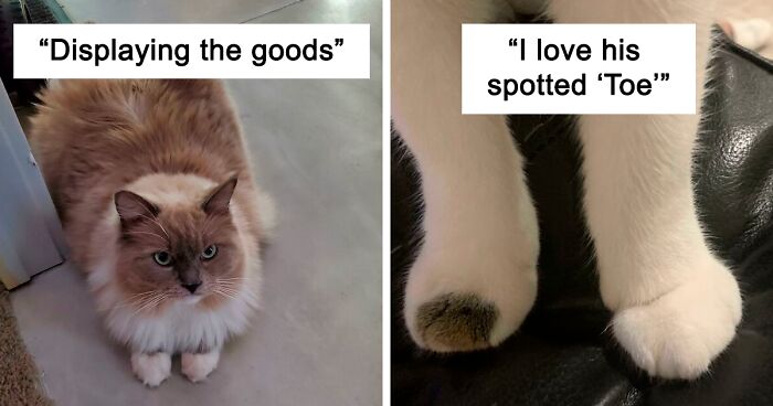 40 Of The Cutest “Kitty Cankles” Every Cat Lover Will Perhaps Admire ...