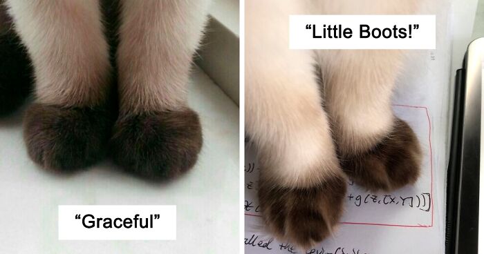 40 Of The Cutest “Kitty Cankles” Every Cat Lover Will Perhaps Admire ...